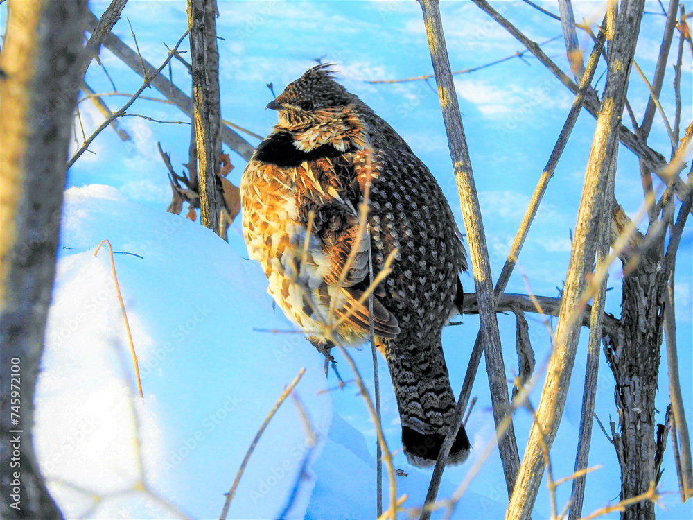 Cooperative Ruffed Grouse in the fluffy white snow showing off its ...