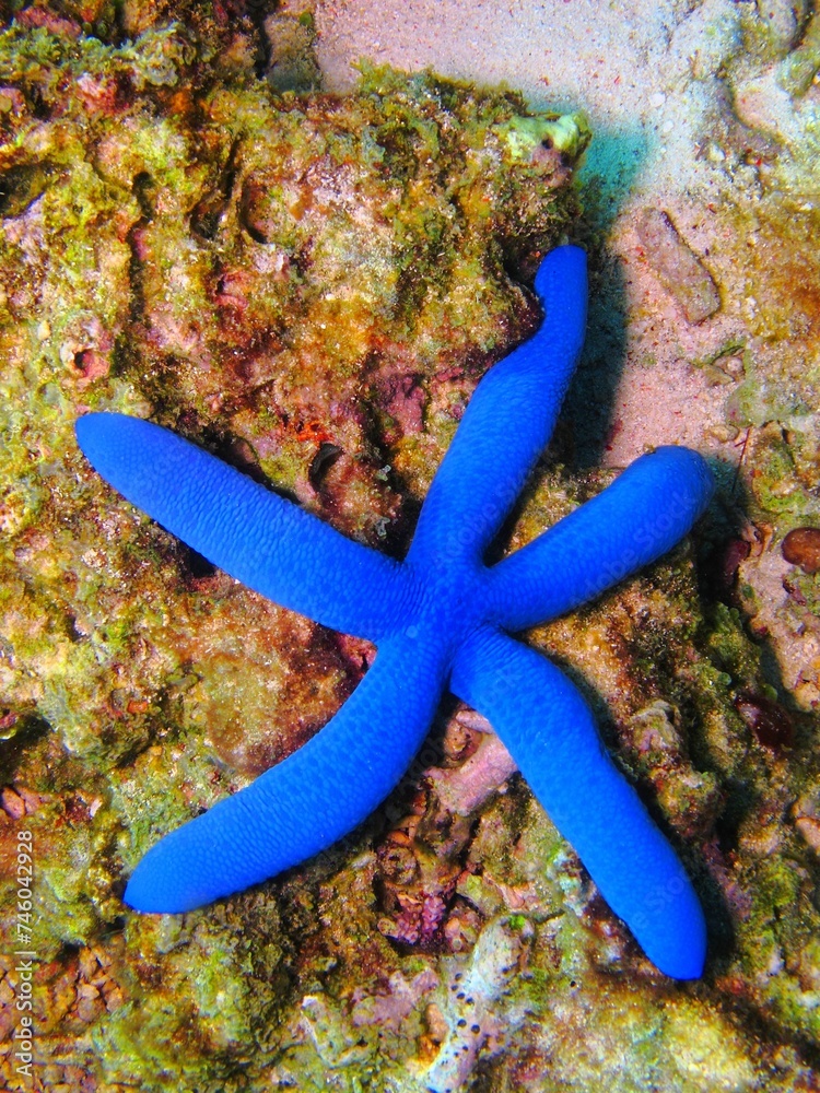 The blue sea star, scuba diving photo. Aquatic animal - blue starfish ...