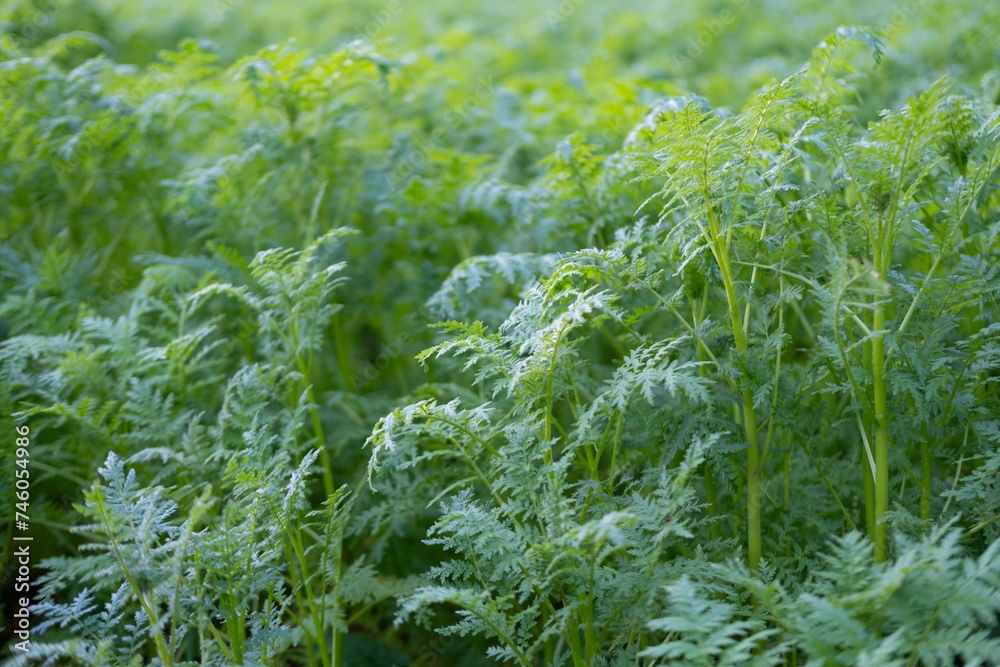 phacelia tansy, Phacelia tanacetifolia, annual herbaceous plant in ...