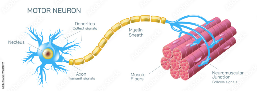 how neurotransmitter works? The process the brain neurons communicate ...