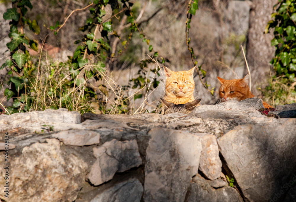 Three ginger cats hidden behind a wall. A gang of cats waiting for a ...