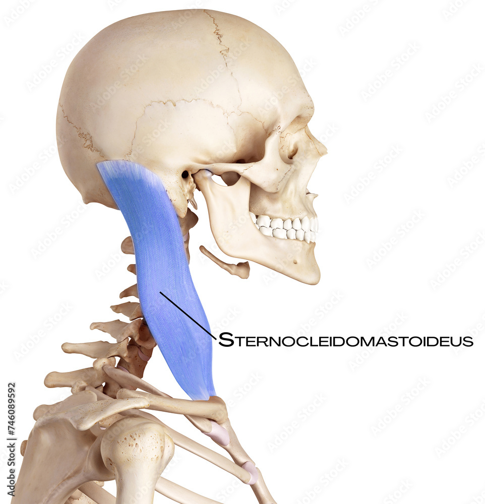 Sternocleidomastoideus of the superficial front line Stock Illustration ...