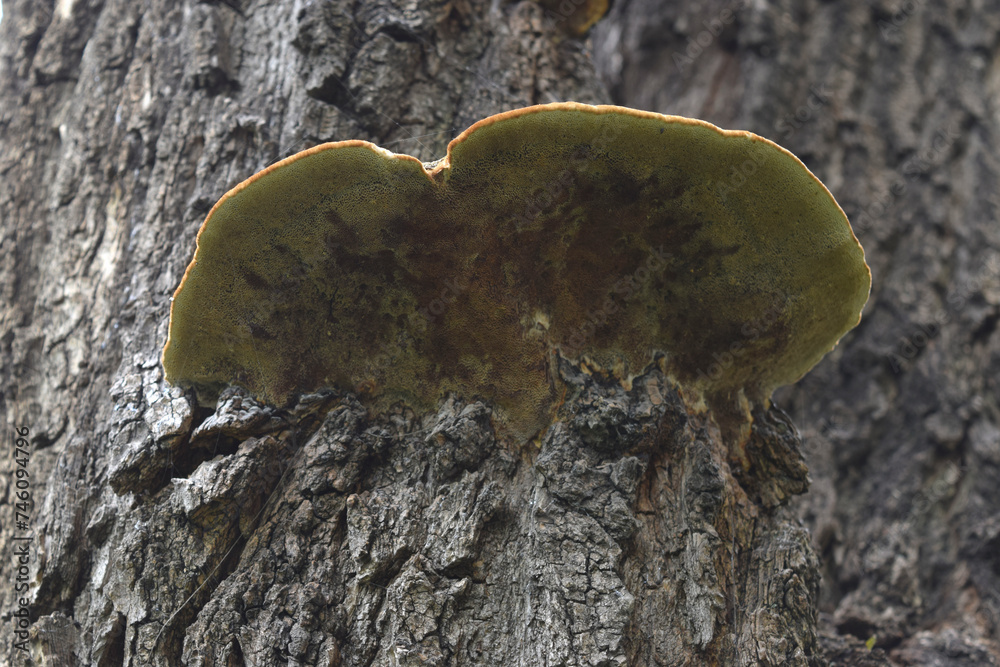 fungus in the bark of a tree that can cause a fungal disease that ...