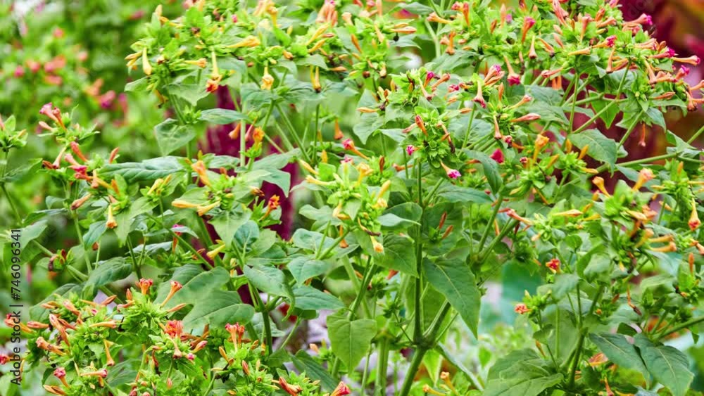 Mirabilis jalapa, marvel of Peru or four o'clock flower, is most ...