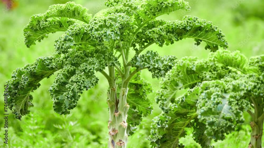 Kale or leaf cabbage, belongs to group of cabbage (Brassica oleracea ...