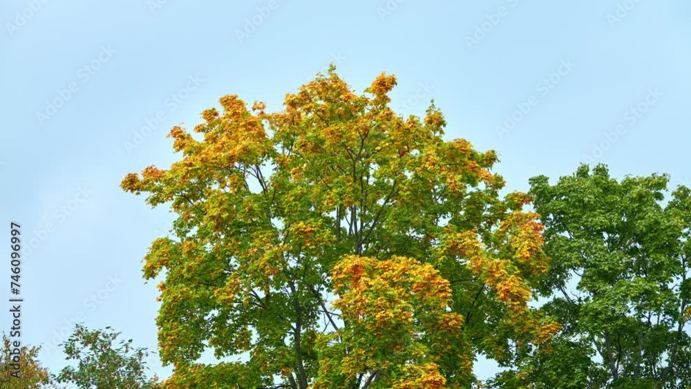 Sorbus aucuparia, rowan and mountain-ash, is deciduous tree or shrub in ... Sorbus aucuparia, rowan and mountain-ash, is deciduous tree or shrub in ...
