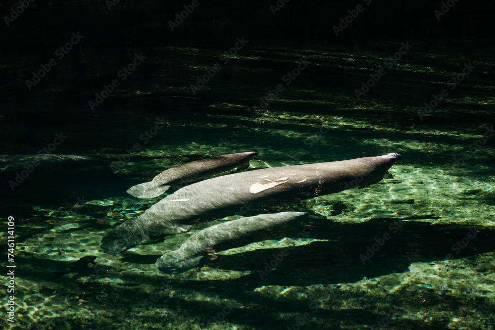 Mama manatee with two baby manatees (calves) at Blue Springs State Park ...