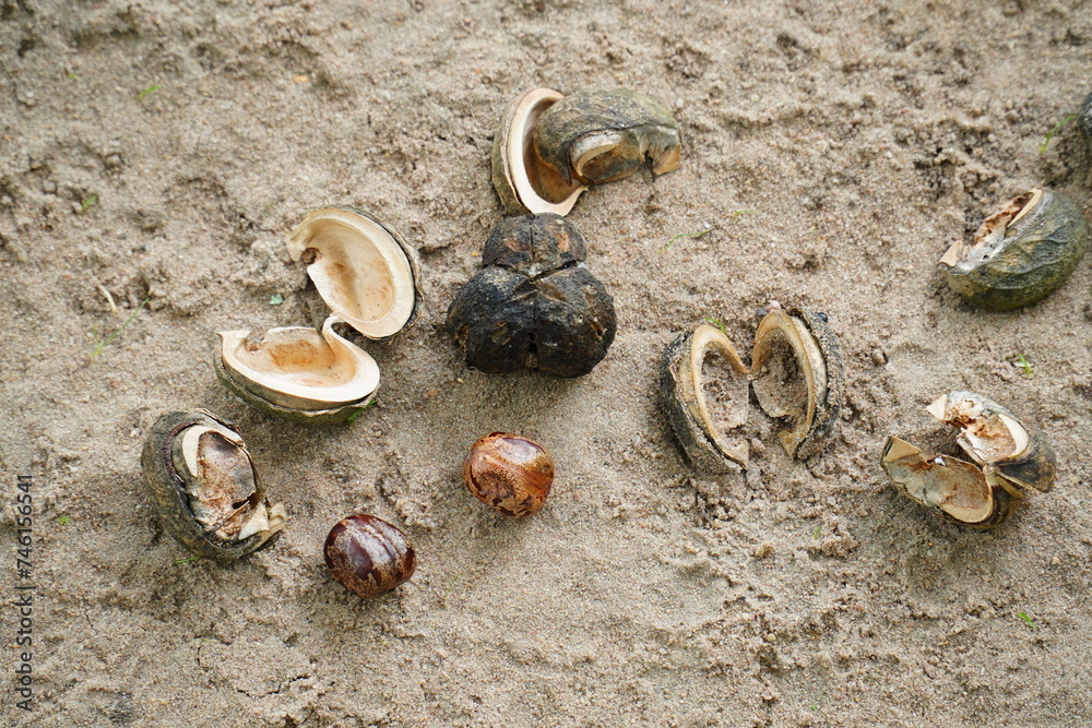 Seeds of Amazonian rubber tree (Hevea brasiliensis) against light ...