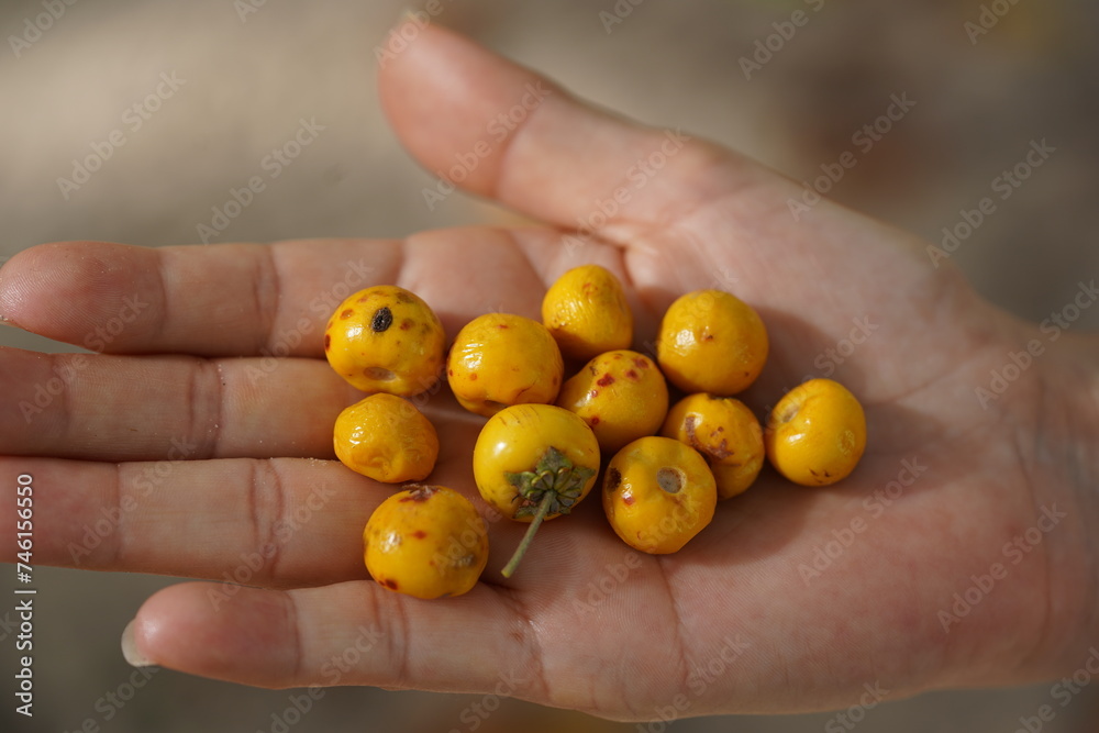 Muruci fruits (Byrsonima crassifolia), also known as murici, from a ...