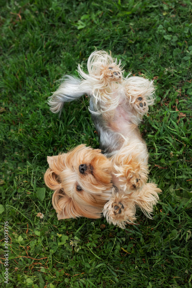 A Yorkshire Terrier enjoys a playful moment, rolling on its back on ...