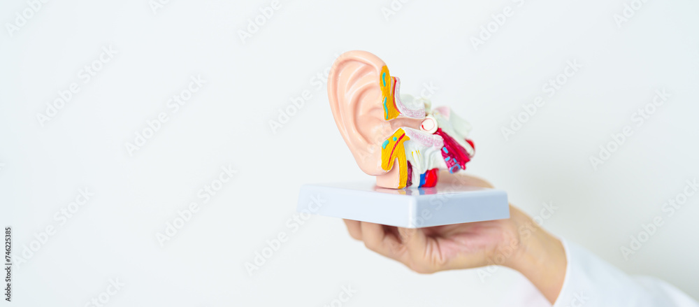 Doctor holding human Ear anatomy model. Ear disease, Atresia, Otitis ...