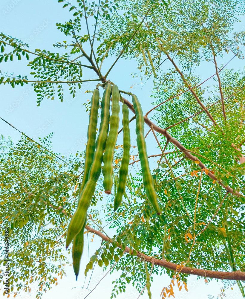 Bunch of moringa pods hanging from a branch with small leaves, moringa ...