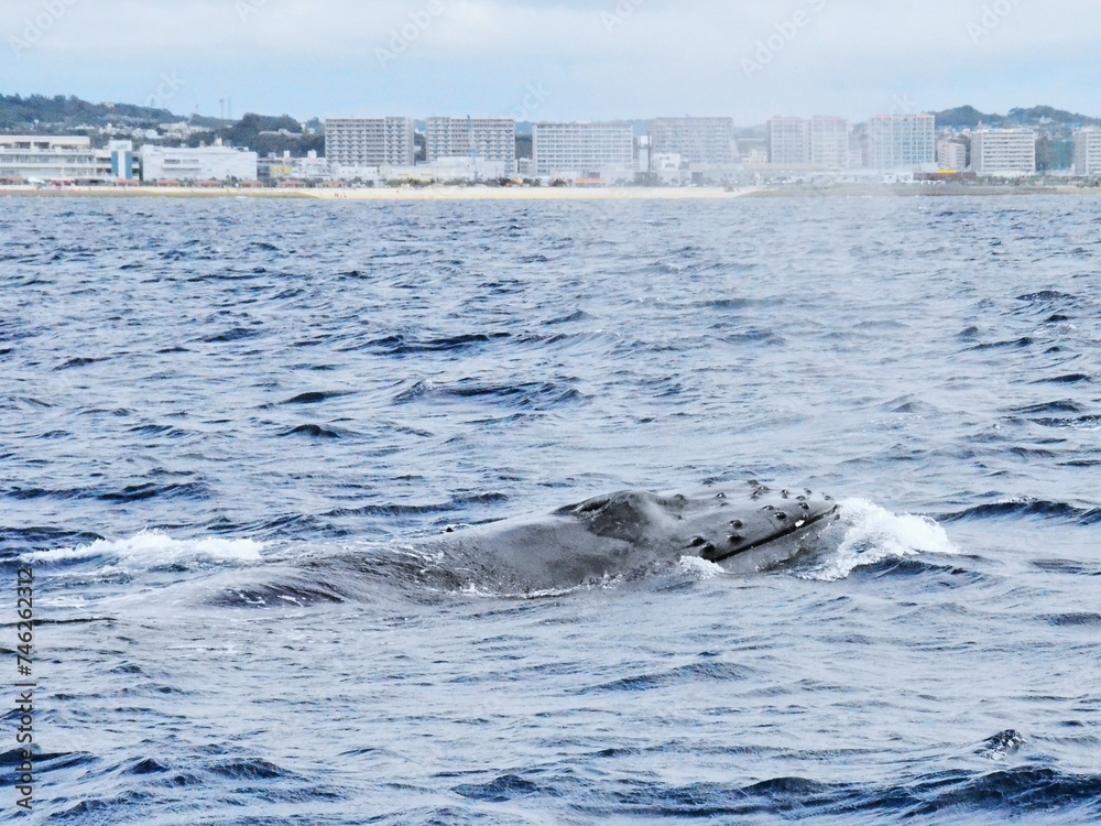 Whale Watching in Okinawa, Japan. From January to March, the ocean ...