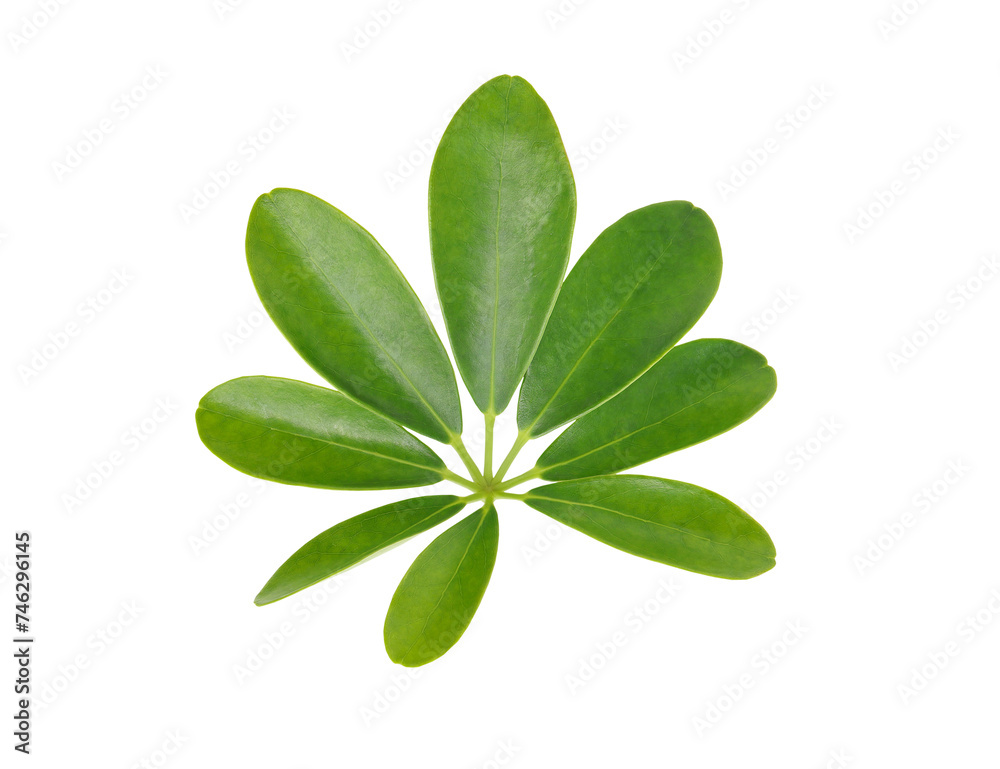 Beautiful green leave of Schefflera Actinophylla plant, Octopus Tree ...