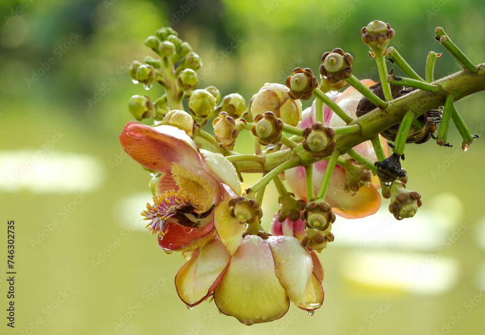 Beautiful Nagalinga Flower, Cannonball tree flower, Sala Flower. Close ...
