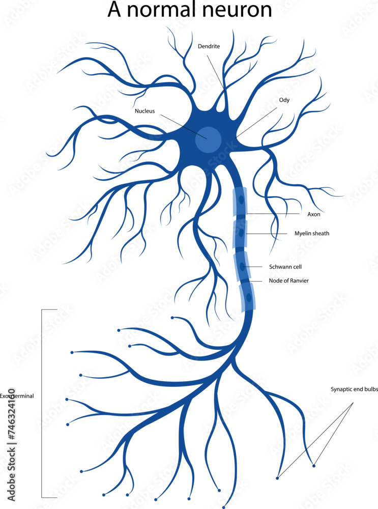 Vector illustration of a normal neuron. Structure of a neuron. Stock ...
