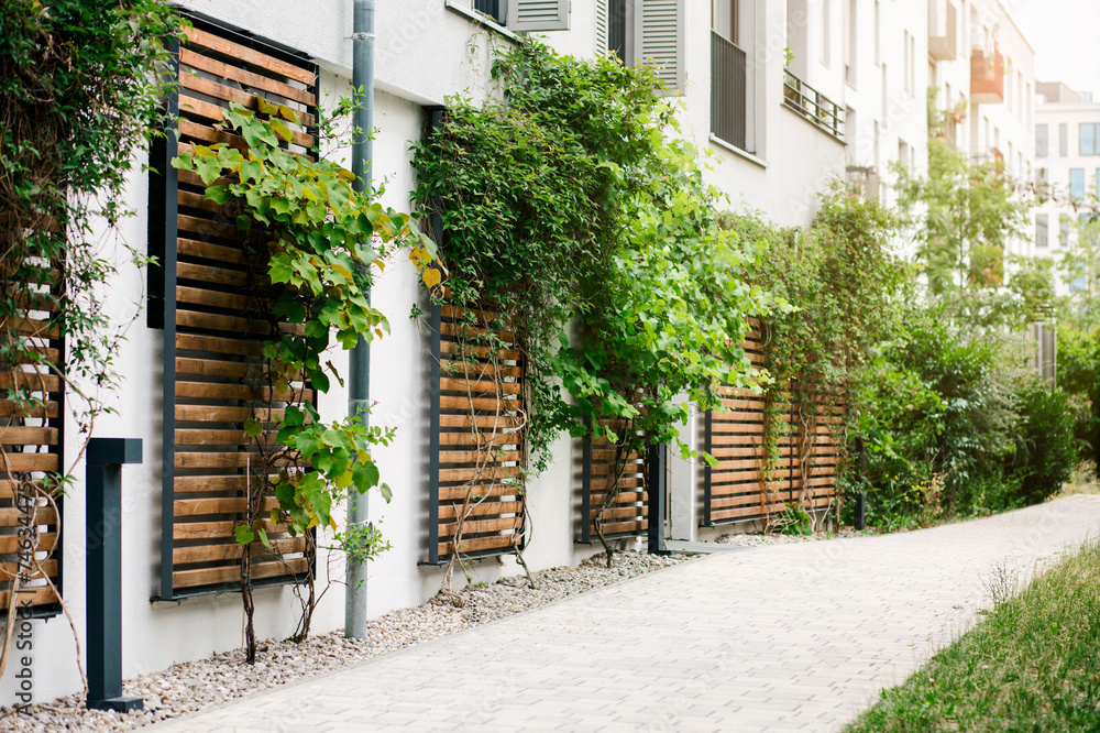 Climbing Plants Ivy and Grapes Covered Building Wall on Wood Frame ...