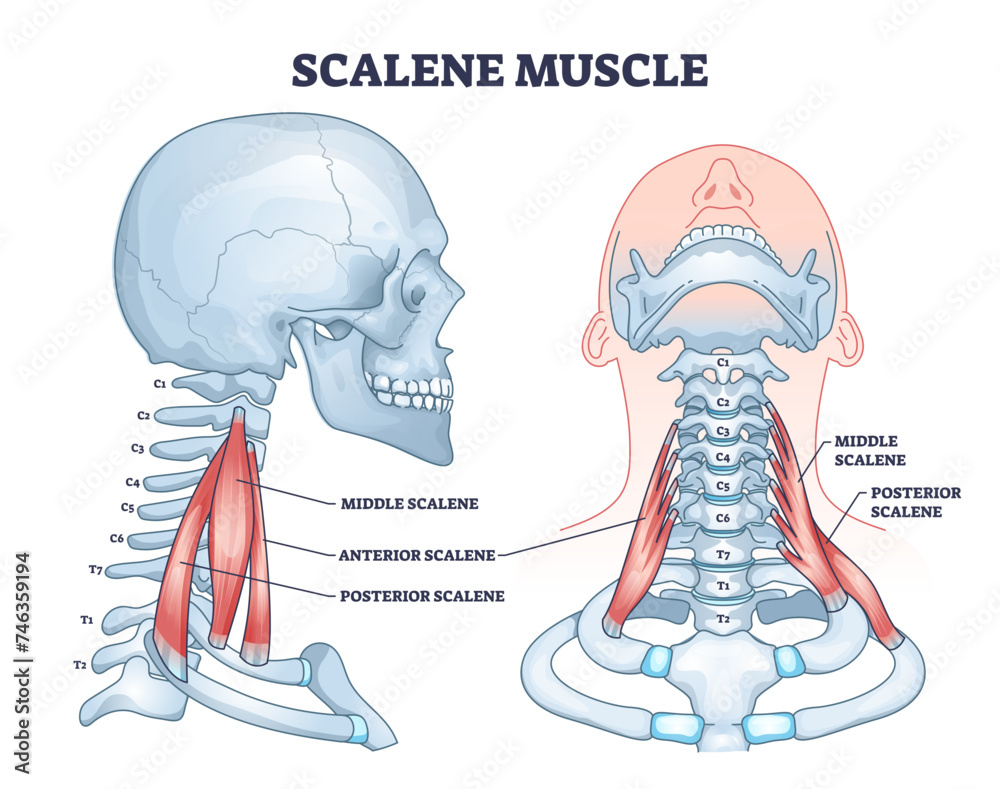 Scalene muscle structure with medical location on neck outline diagram, transparent background ...