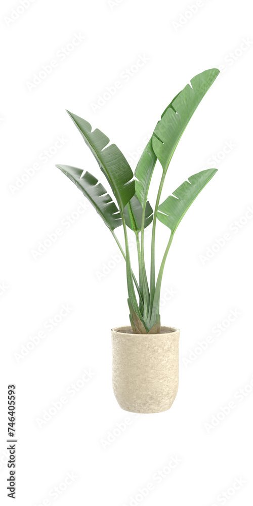 Collezione di piante per interior design e fotoinserimenti. Tronchetto ...