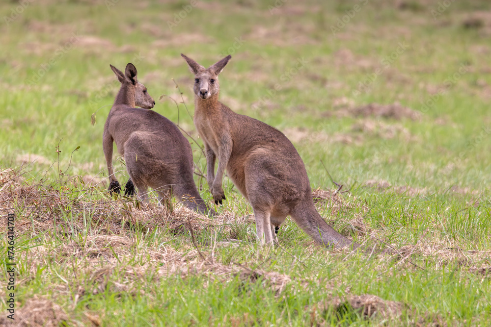 Eastern Grey Kangaroo (Macropus giganteus) standing on a grass field ...