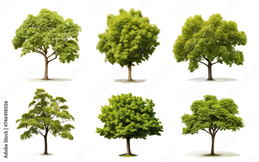 Assorted Trees. A variety of different types of trees, including pine ...