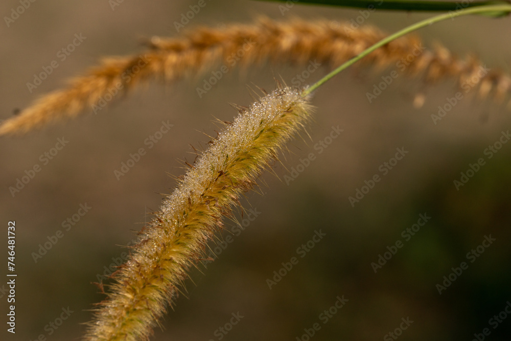 Foxtail millet, scientific name Setaria italica, is an annual grass ...