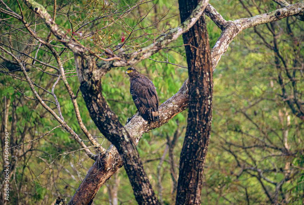 Now you see me The Serpent eagle, blends seamlessly into its ...