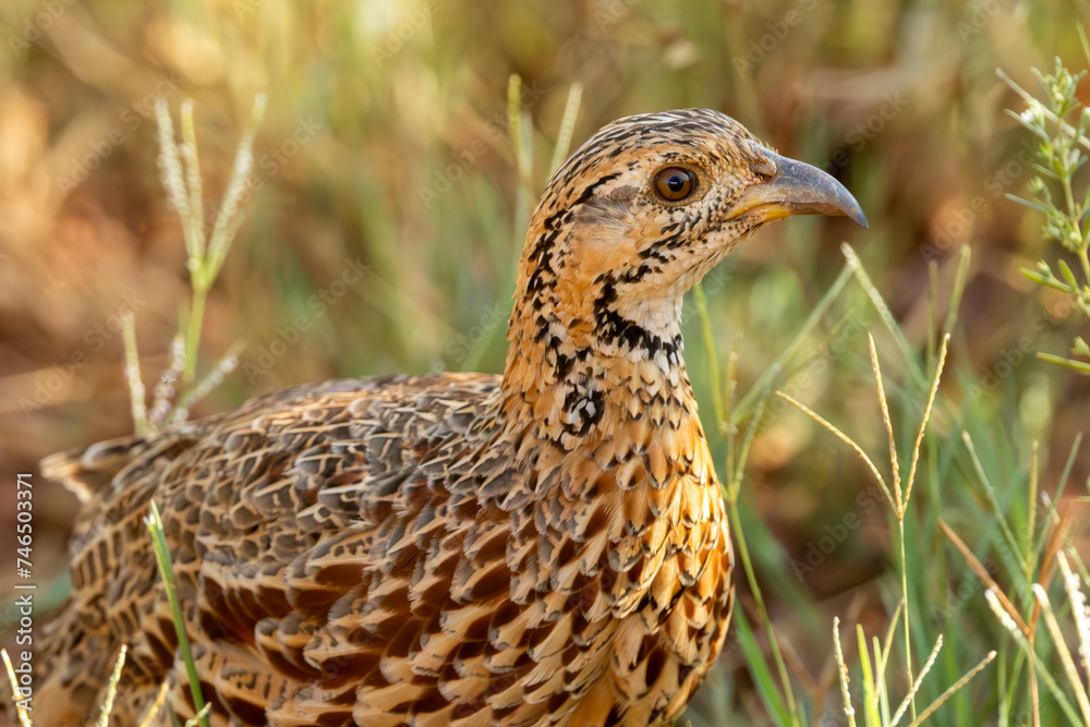 We were very lucky to see the Orange River Francolin (Kalaharipatrys ...