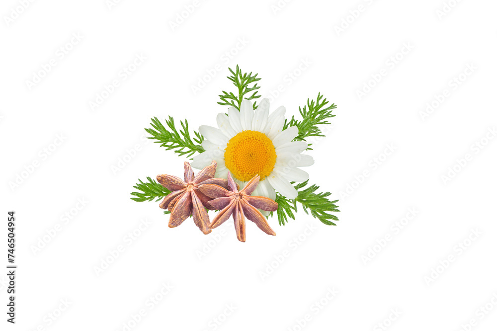 Chamomile flower and leaves and star anise or badian fruits isolated ...