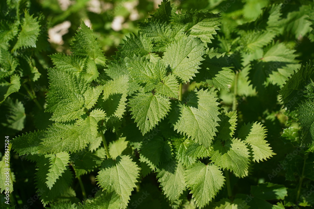 Bush of stinging-nettles. Nettle leaves. Top view. Botanical pattern ...