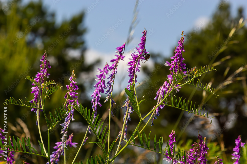 Vetch, vicia cracca valuable honey plant, fodder, and medicinal plant ...