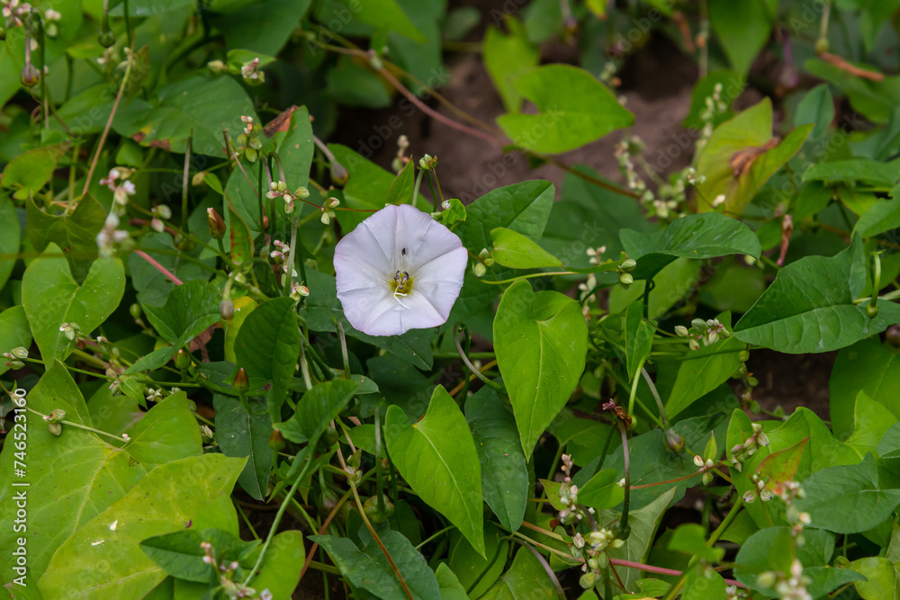 Field bindweed or Convolvulus arvensis European bindweed Creeping Jenny ...