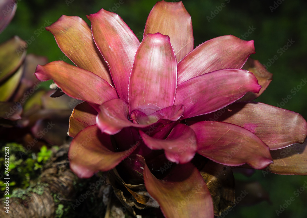 Bromelia fortement teintée de rouge en plan rapproché montrant son ...