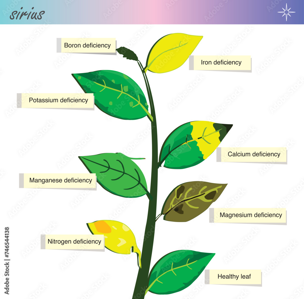 Plant nutrient deficiency. Vitamin deficiency in plants. Biology Stock ...