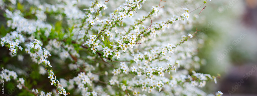 Panorama arching branches stems carry Thunberg Spirea or Spiraea ...