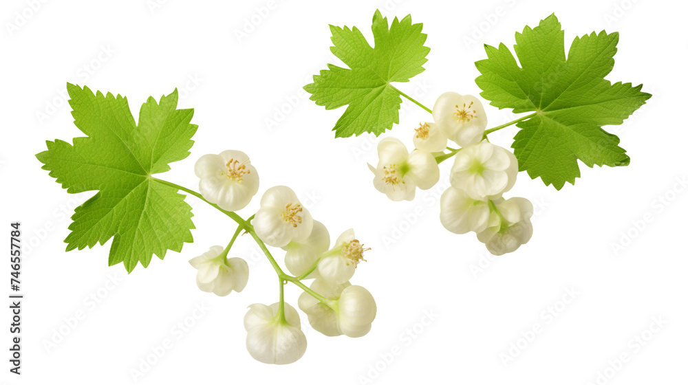 White Currants in Vibrant Digital Art, Top View Isolated on Transparent ...