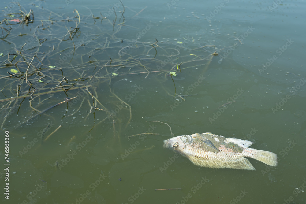 Wastewater causes dead fish to float on the surface of the water. Stock ...