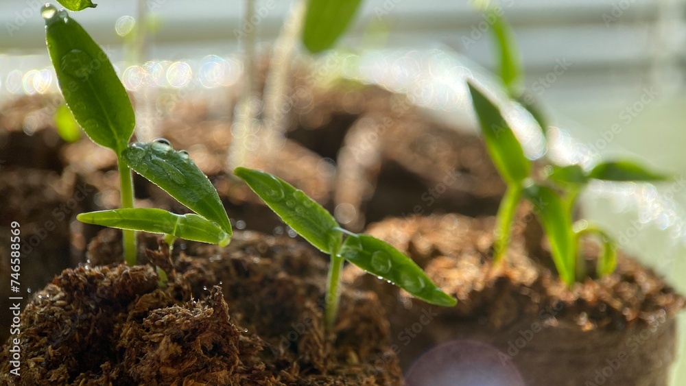 pepper seedling macro, small sprout, plant grown from grain, seed ...