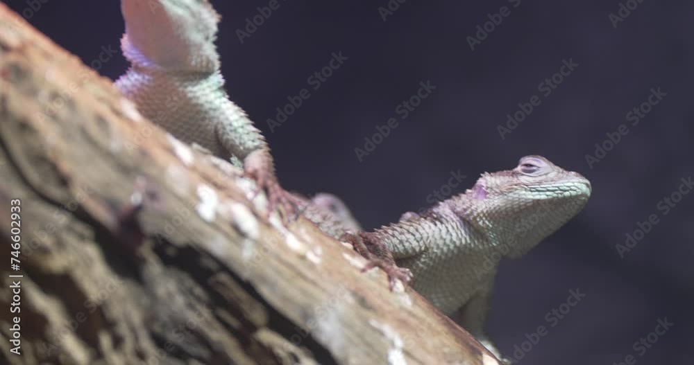 A close-up of a lizard on a branch. The lizard is mostly a light green ...