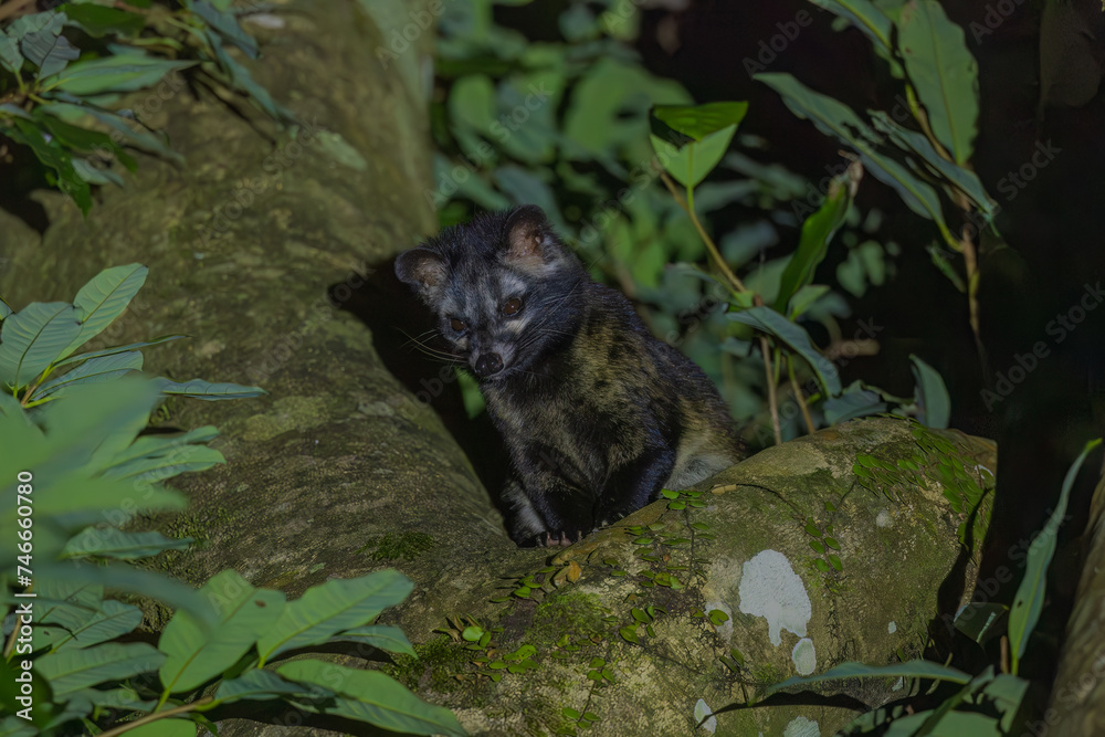 Asian palm civet (Paradoxurus hermaphroditus) or common palm civet ...
