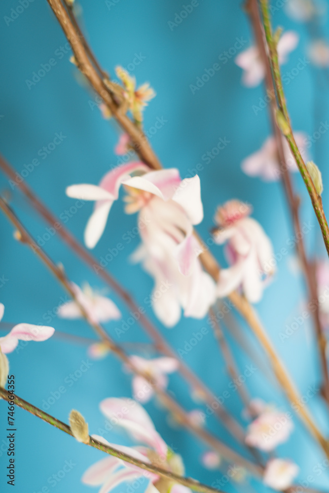 Early spring flower branches blooming inside the house. Macro shoots on ...