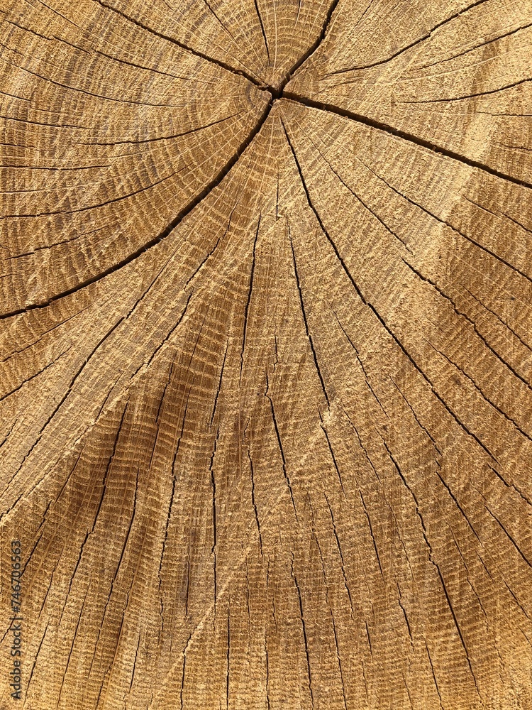 Old Tree Cross Section. Background and texture with space for text ...