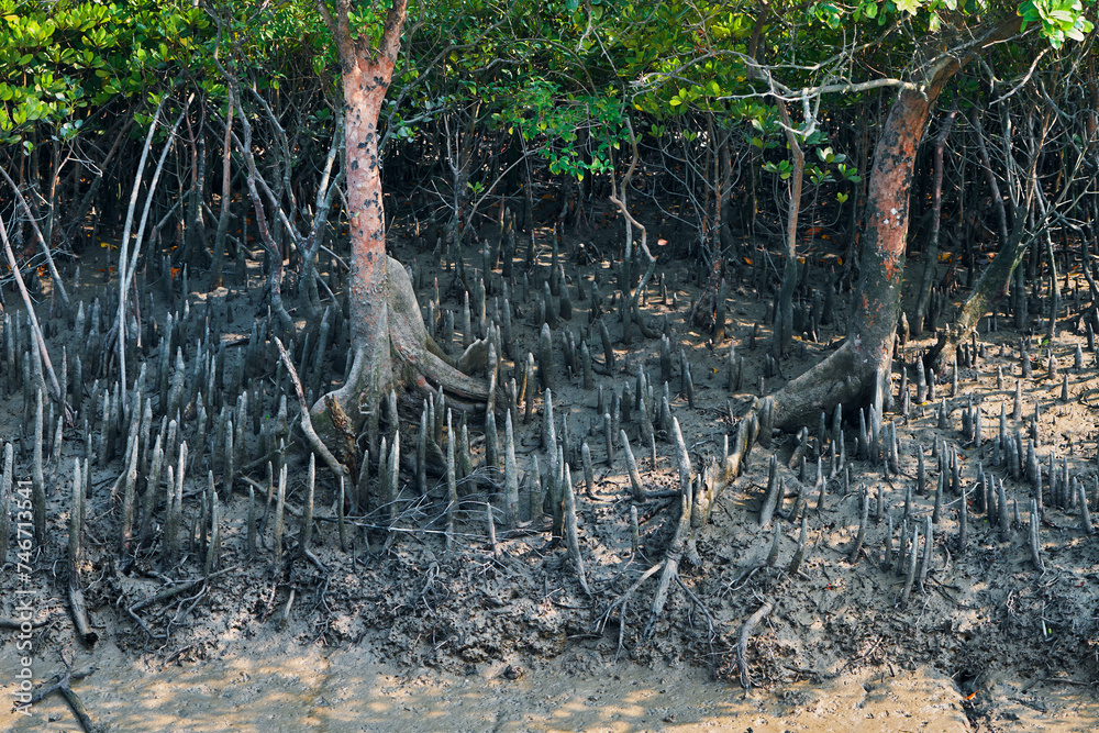 Sundarbans biosphere reserve: low lying mud land with thick canopy of ...