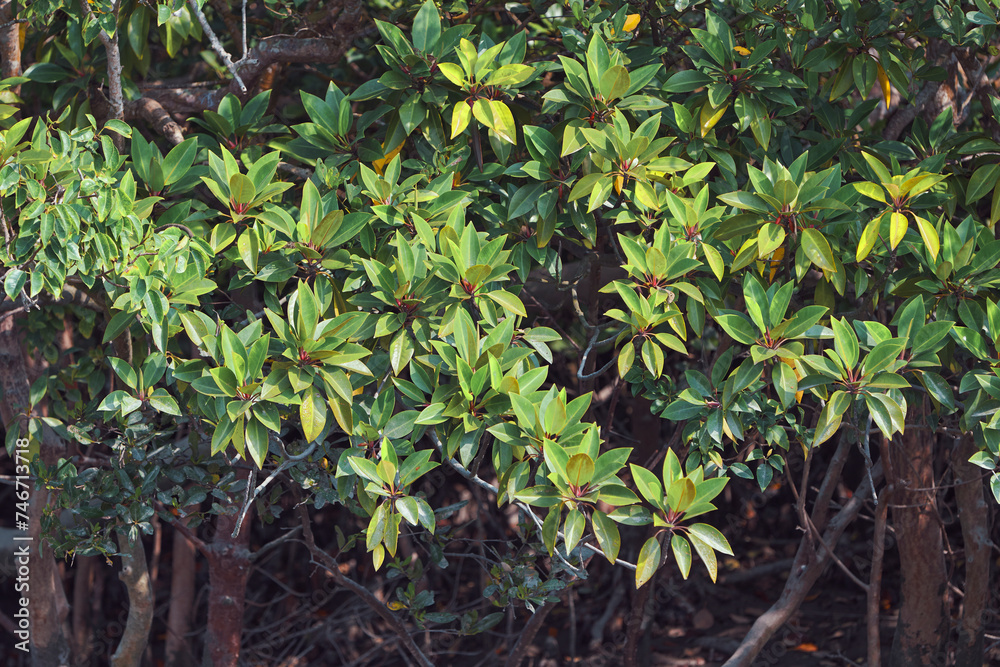 lush green branches of sundari trees (Heritiera fomes), dominant plant ...
