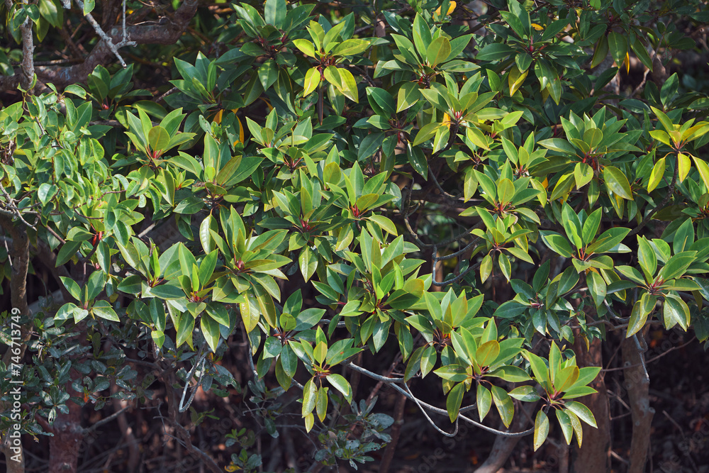 Sundarbans biosphere reserve: lush green branches of sundari trees ...