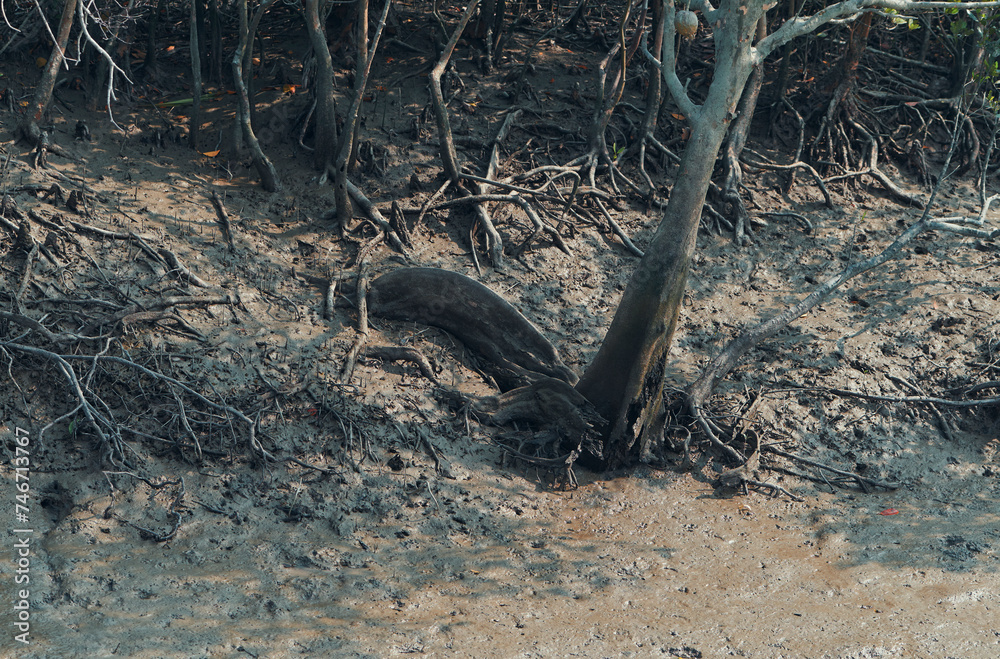 Sundarbans biosphere reserve: low lying mud land with thick canopy of ...