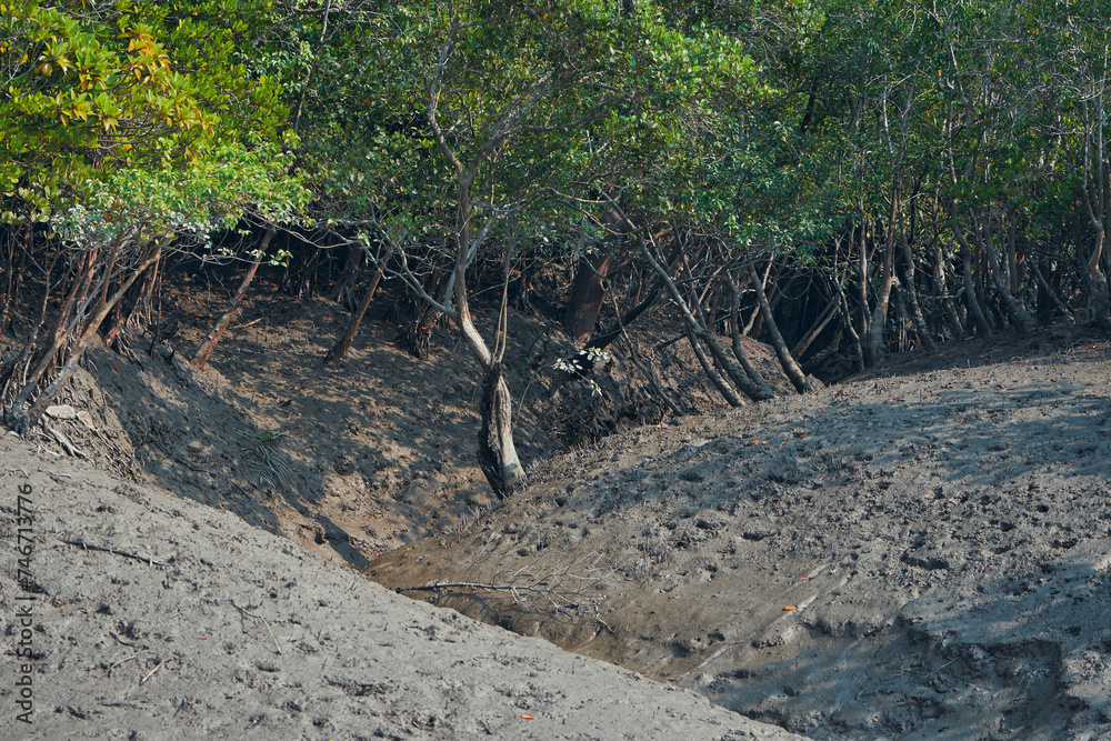 Unique, low lying tidal landscape of Sundarbans biosphere reserve, the ...