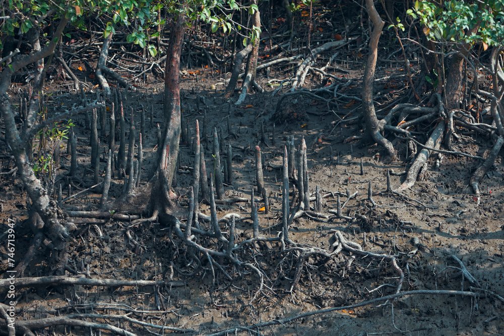Sundarbans biosphere reserve: low lying mud land with thick canopy of ...