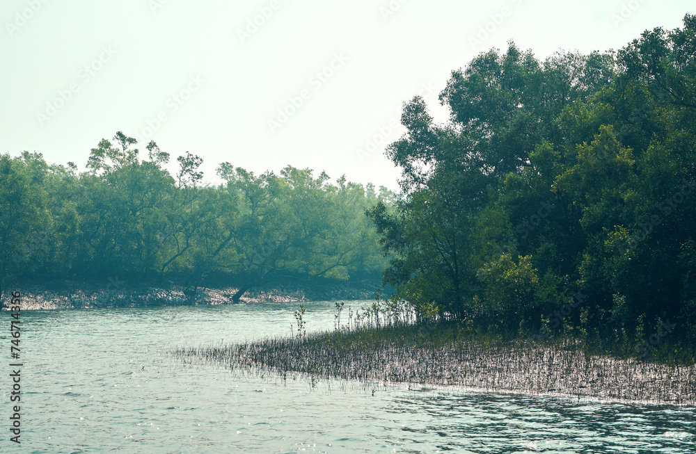 dense jungle of sundari trees, Heritiera fomes, (gives the Sundarbans ...