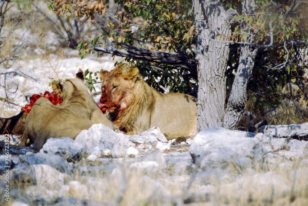 Poster Largest predator cats of the African savannah Lions – Wall Art ...